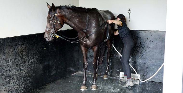 Looking after horses in hot weather